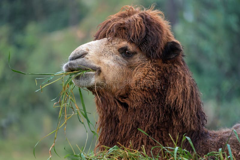 Bactrian Camel eating stock photo. Image of humps, feeding - 301495548