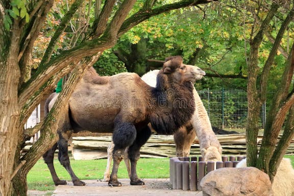 Bactrian Camel Eating the Food Stock Photo - Image of landscape, grass ...