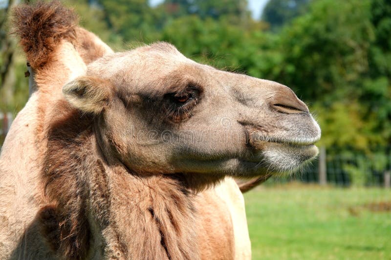 Bactrian Camel at English Zoo Stock Image - Image of herbivore ...