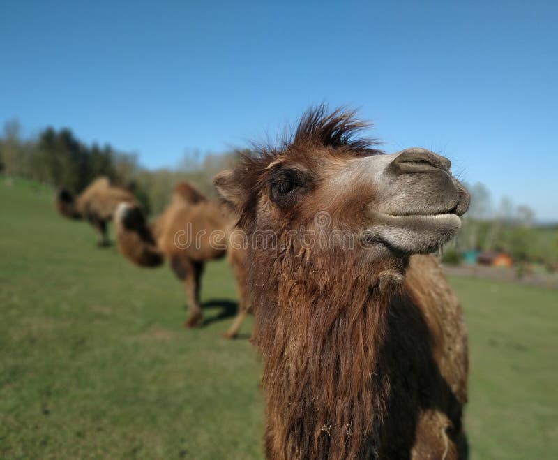 Bactrian camel face stock photo. Image of face, friendly - 204910090