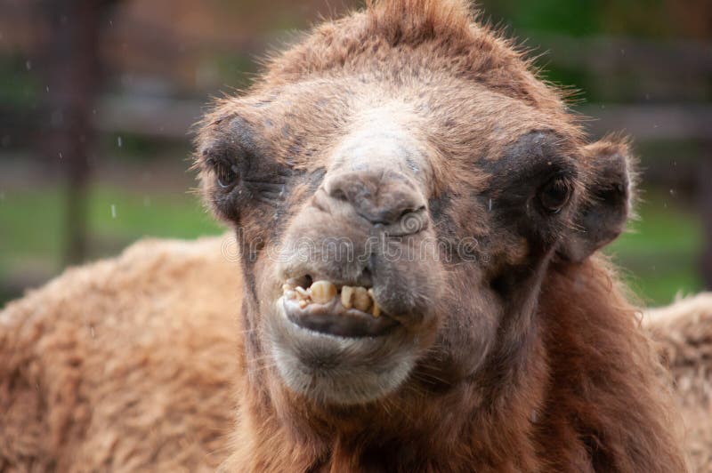 Bactrian camel stock photo. Image of camel, arab, mongolia - 155300590