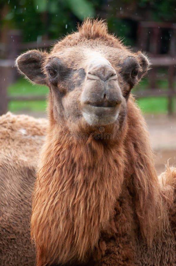 Face of bactrian camel stock photo. Image of kashmir - 46273134