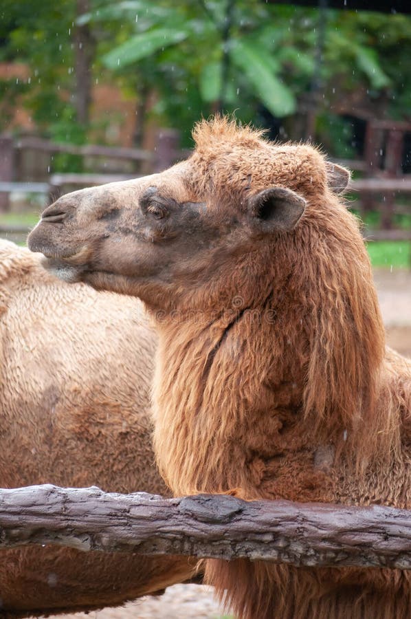 Face of bactrian camel stock photo. Image of kashmir - 46273134