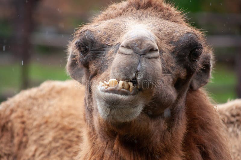 Bactrian camel stock photo. Image of head, african, brown - 155300662
