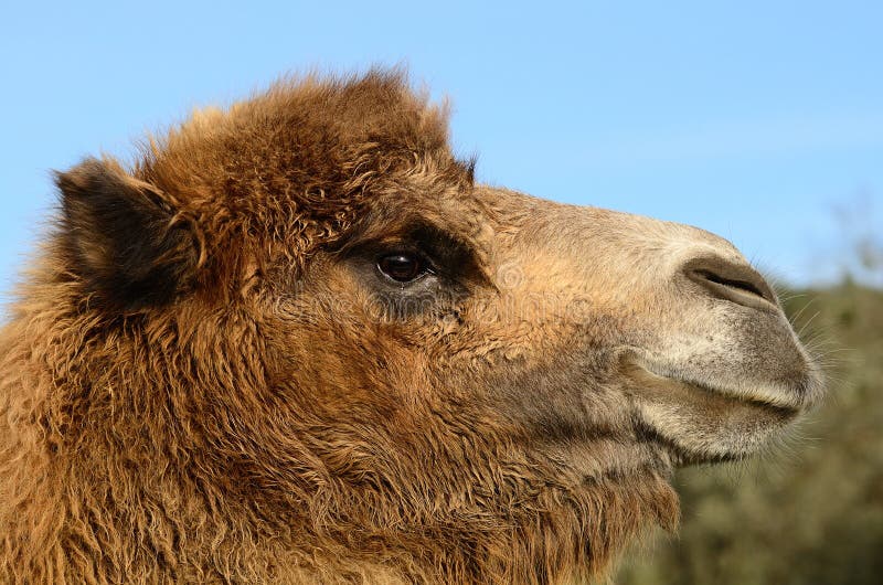 Bactrian Camel stock photo. Image of animal, wildlife - 42227770