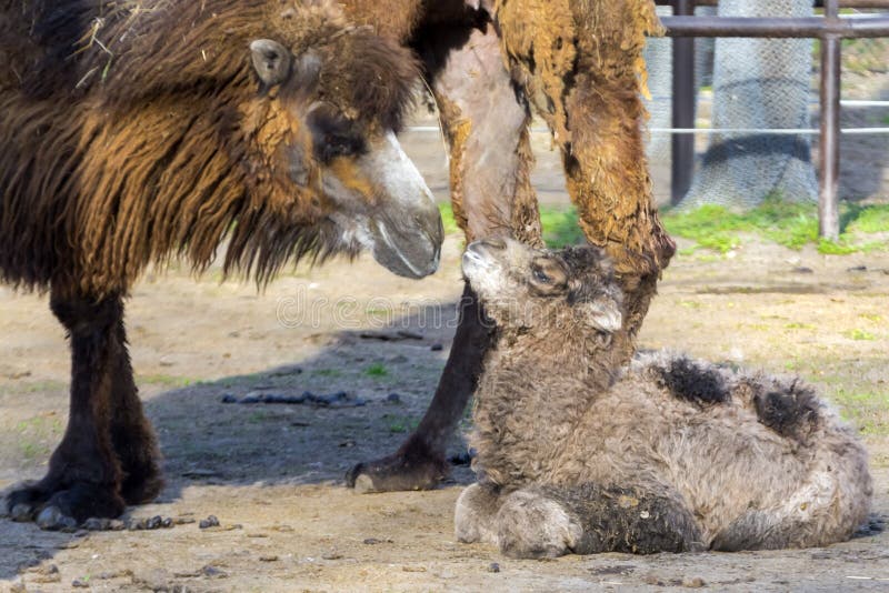 Bactrian Camel Foal Resting with His Mother Stock Image - Image of ...