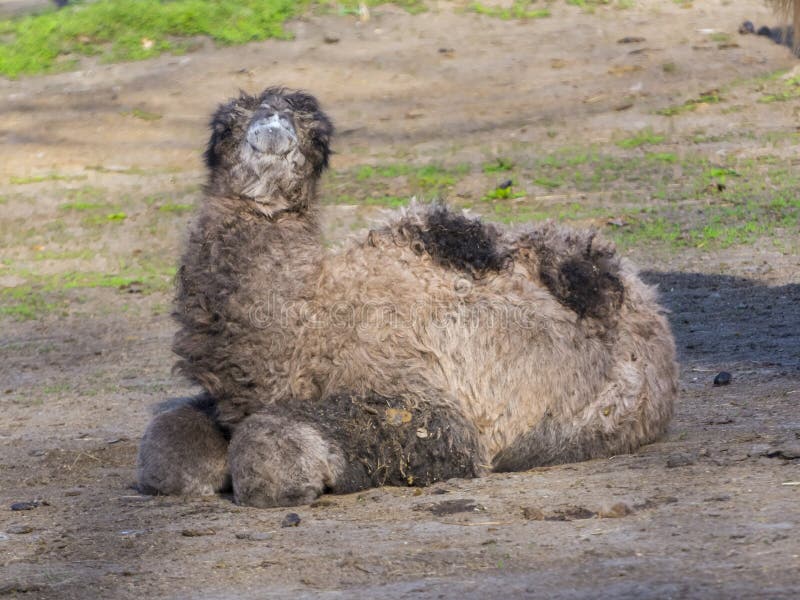 Bactrian Camel Baby Soon after Birth in a Zoo Stock Image - Image of ...