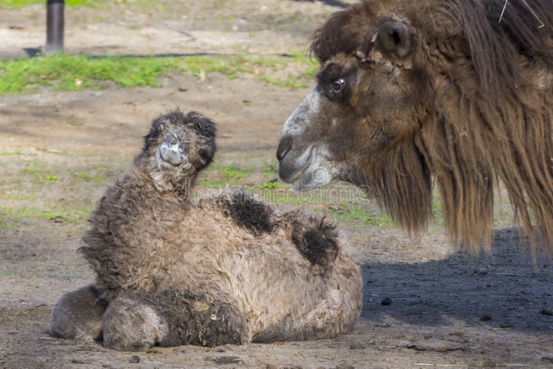 Bactrian Camel Foal Resting with His Mother Stock Photo - Image of ...
