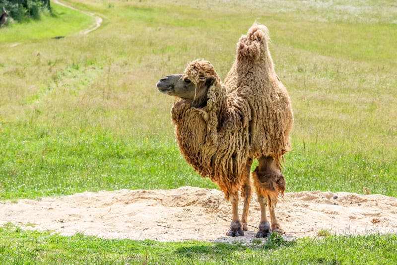 Bactrian Camel in a Grass Field Stock Image - Image of hump, meadow ...