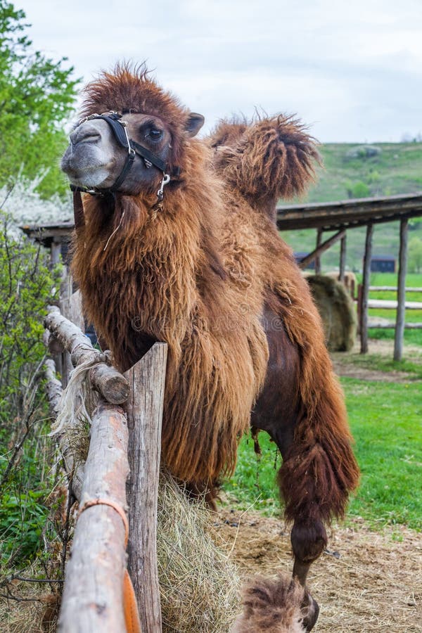 Bactrian Camel Bactrian in Harness.Bactrian Camel Bactrian in Harness ...