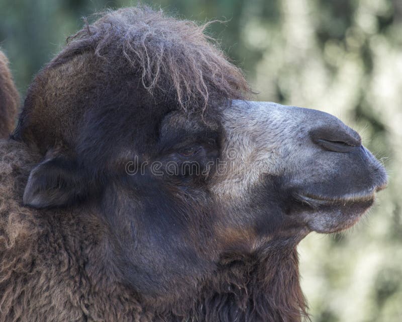 Bactrian Camel stock image. Image of head, animal, mammal - 48613197