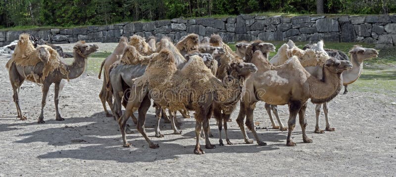 Bactrian camel 3 stock photo. Image of species, unhurried - 42069230