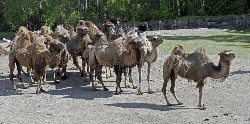 6 Camels Stock Photos - Free & Royalty-Free Stock Photos from Dreamstime