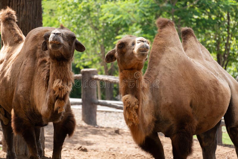 Bactrian camel stock image. Image of famous, asia, mongolian - 161384241