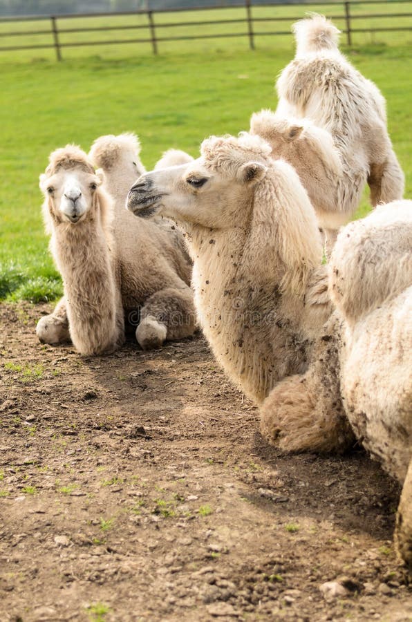 Bactrian Camel at Longleat England Stock Image - Image of africa ...