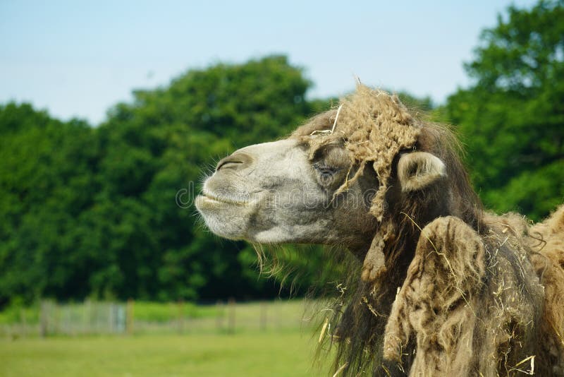 Bactrian camel in the sun stock image. Image of bactrian - 250335201