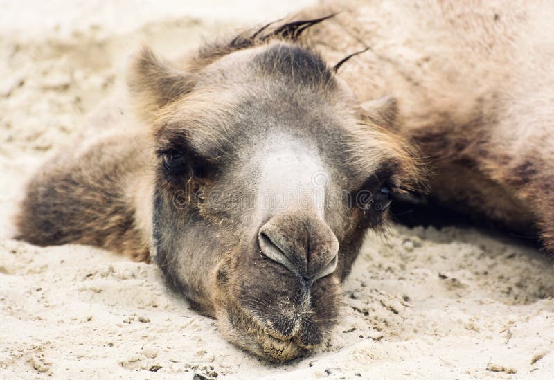 Bactrian Camel Lying and Relaxing in the Sand by Summer Stock Photo ...