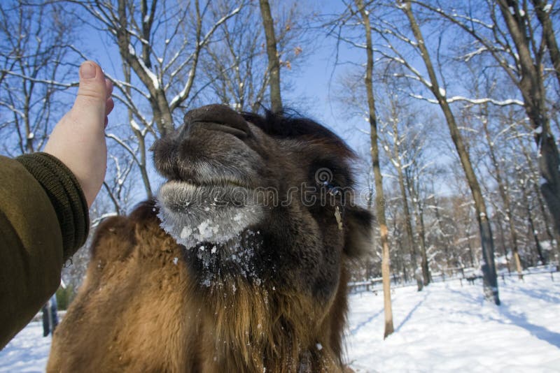 Bactrian camel and my hand stock image. Image of bactrianus - 23631301