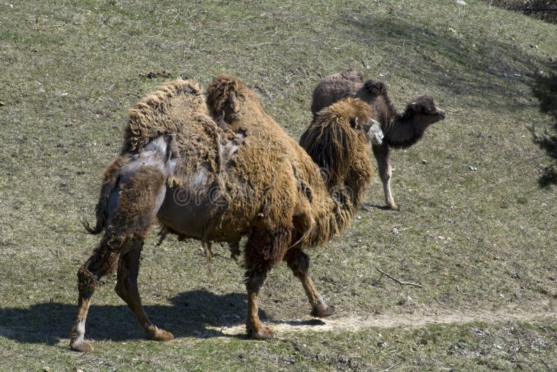 Bactrian Camel Pair stock photo. Image of wildlife, twosome - 14940950