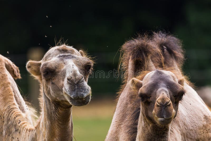 Camels Sit Together on the Giza Plateau Stock Image - Image of camels ...