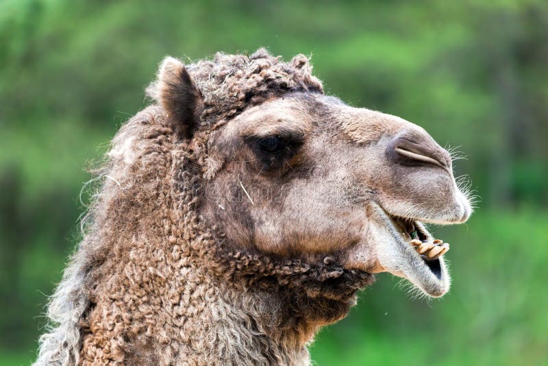 Bactrian Camel Portrait. Funny Expression Stock Photo - Image of shaggy ...