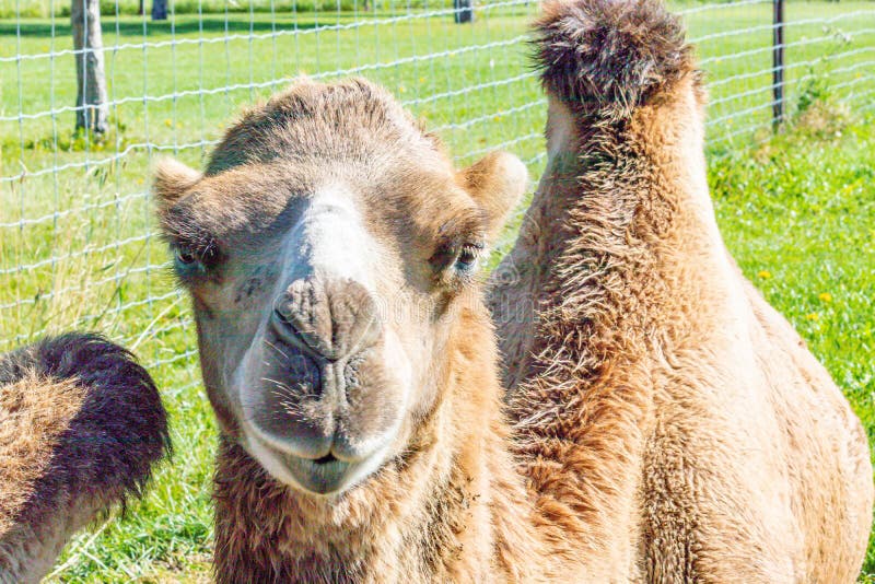 Bactrian Camel Resting in the Grass. Discovery Wildlife Park, Innisfail ...