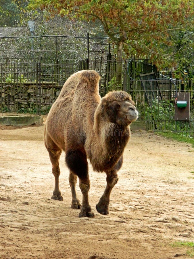 Camel at zoological garden stock photo. Image of green - 218645706