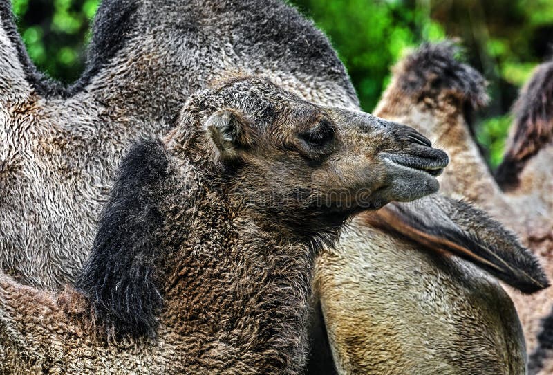 Bactrian camel s head 1 stock image. Image of unhurried - 321324633
