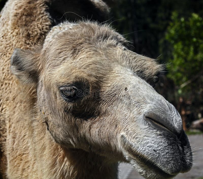 382 Bactrian Species Stock Photos - Free & Royalty-Free Stock Photos ...