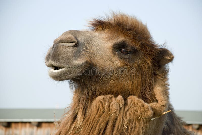 Bactrian camel s head stock image. Image of asia, view - 31274709