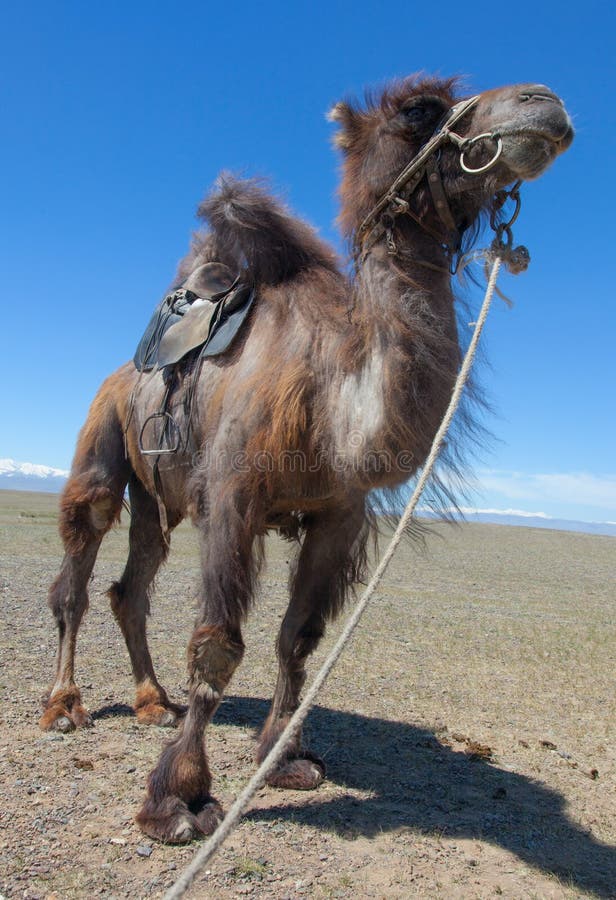 Bactrian Camel Saddled for Riding Stock Photo - Image of copy ...
