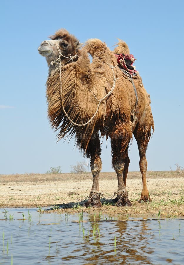 Bactrian Camel Saddled For Riding Stock Image - Image of nobody, blue ...