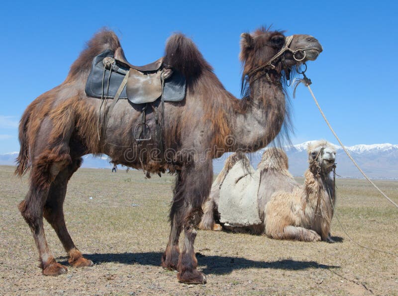 Bactrian Camel Saddled for Riding Stock Photo - Image of landscaped ...