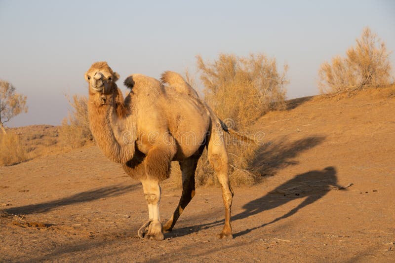 Desert Camp Scene Camels Sunset Sandy Landscape Stock Photos - Free ...