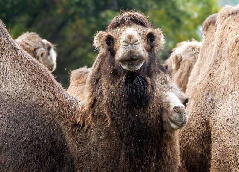 Bactrian camel stock image. Image of bactrian, steppe - 28976053