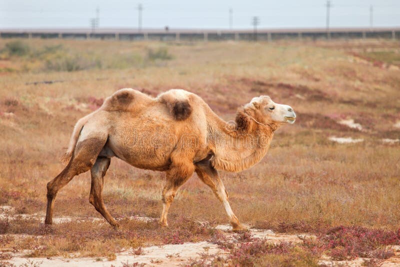 Bactrian camel stock image. Image of outdoors, farm - 258732823