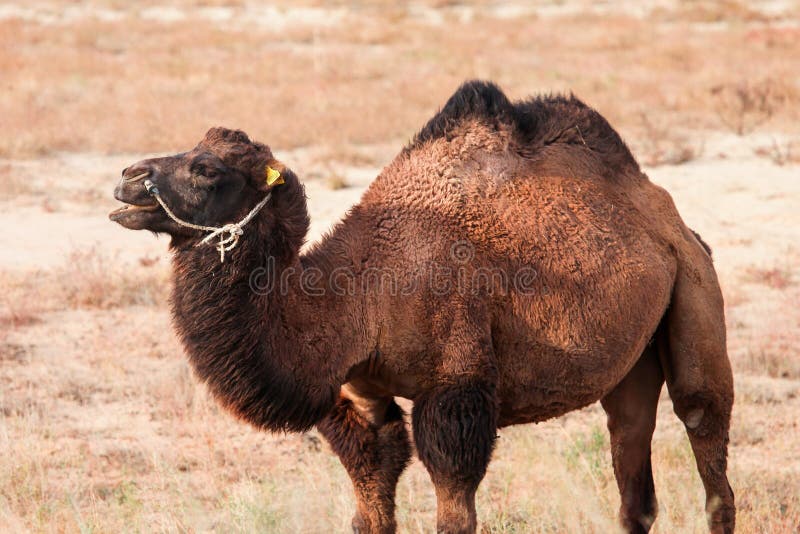 Bactrian camel stock photo. Image of nature, hairy, fall - 258732832