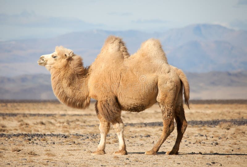 Bactrian camel humps stock photo. Image of close, desert - 19792860 Bactrian camel humps stock photo. Image of close, desert - 19792860