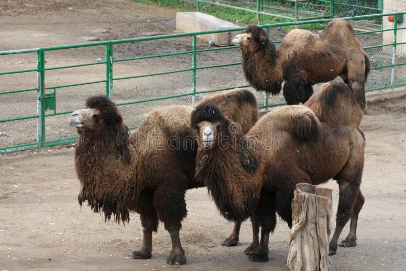 Bactrian Camel Taking the Air Stock Photo - Image of mongolia, outdoor ...