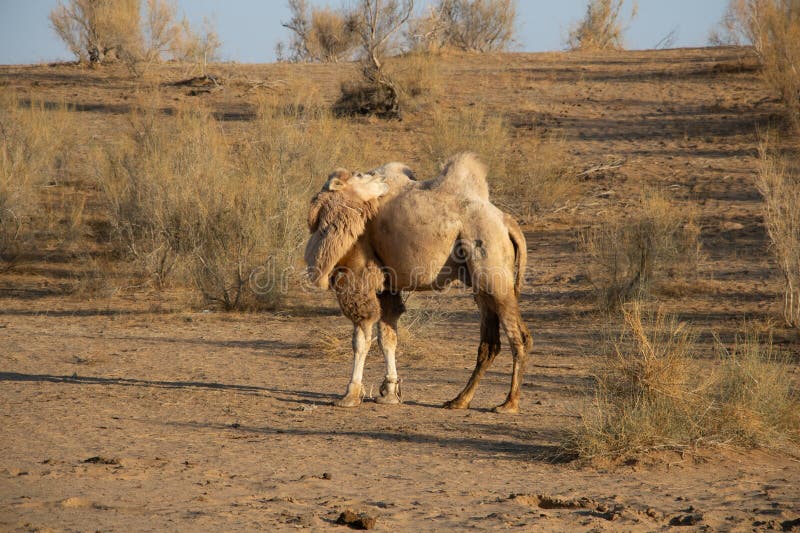 Bactrian Camel Tending To an Itch in the Desert Stock Image - Image of ...