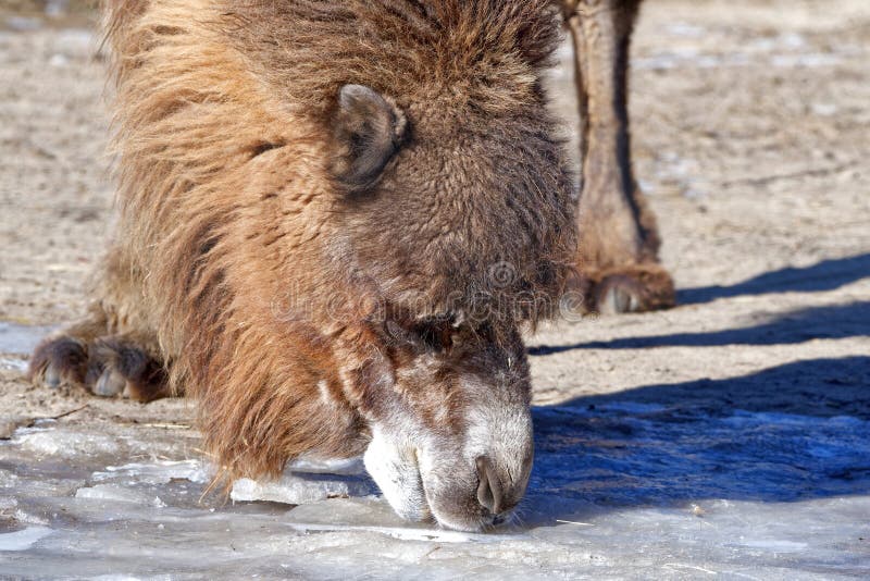 Bactrian camel stock photo. Image of zoology, camelid - 68568906