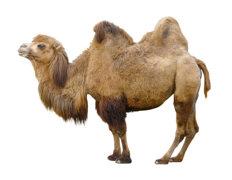 242 Bactrian Camel Isolated White Background Stock Photos - Free ...