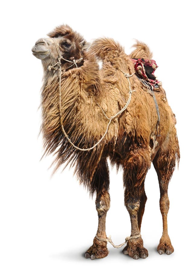 Camel stock photo. Image of camel, desert, single, sahara - 6645000