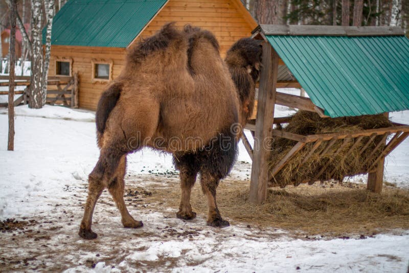 Bactrian Camel in the Winter Stock Photo - Image of environment ...