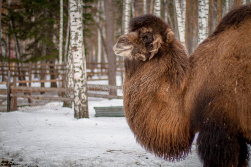 Bactrian Camel in the Winter Stock Photo - Image of bactrian, house ...