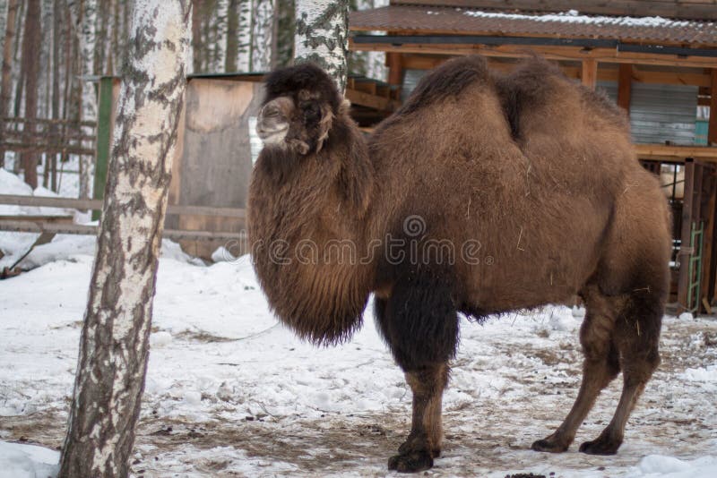 Bactrian Camel in the Winter Stock Image - Image of animal, domestic ...
