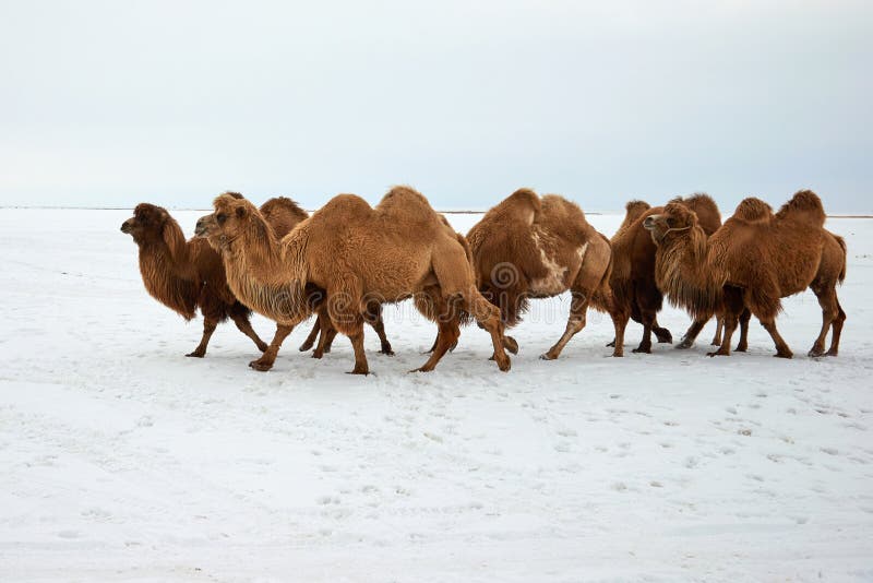 Bactrian Camels Camelus Bactrianus in Winter. Stock Image - Image of ...
