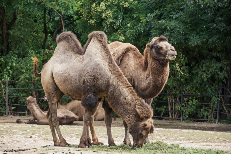 Bactrian camels feeding stock photo. Image of humpback - 48123604