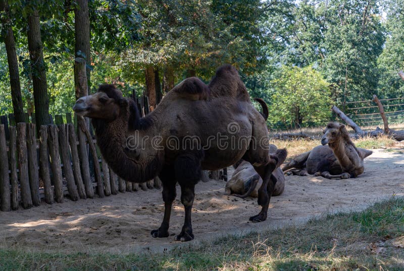 Bactrian Camels stock image. Image of trees, nature - 352770133