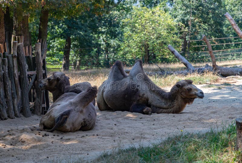 Bactrian Camels stock image. Image of brno, grass, camels - 352770141